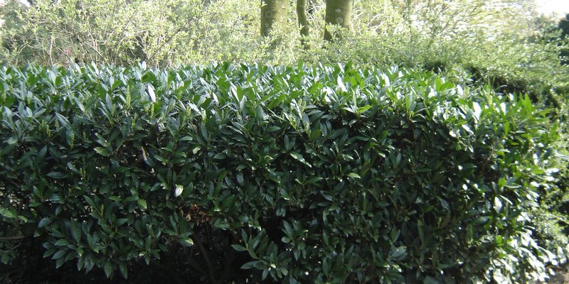 Wintergroene haagplanten - Boomkwekerij, tuincentrum Friesland