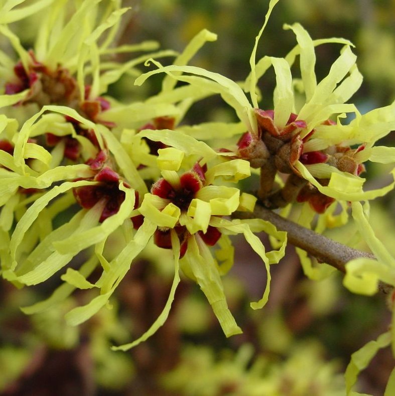 Hamamelis intermedia in soorten