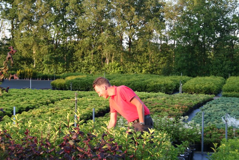 Tip van de kweker - Boomkwekerij, tuincentrum Friesland